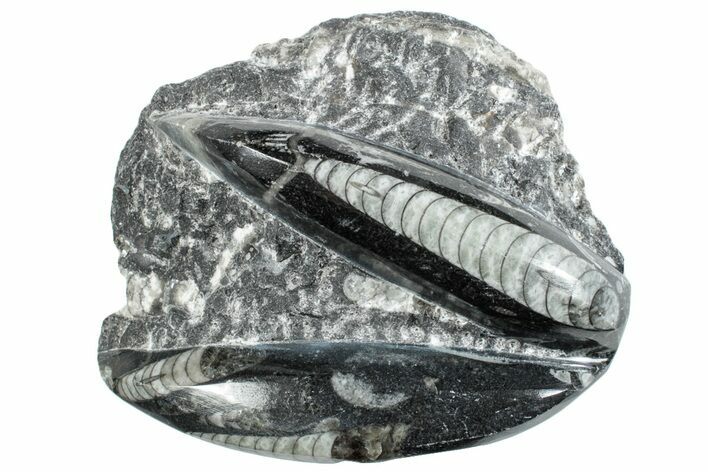 5.15" Polished Fossil Orthoceras Plate - Morocco (#261314) For Sale - FossilEra.com